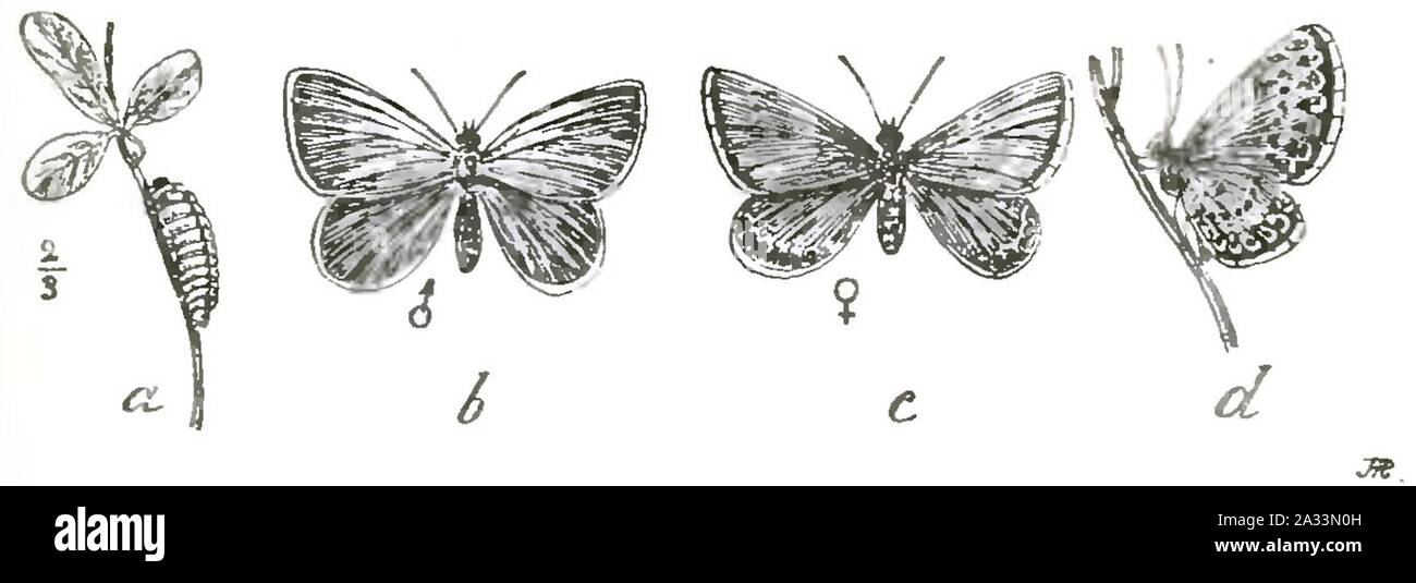 Ravageurs hi-res stock photography and images - Alamy