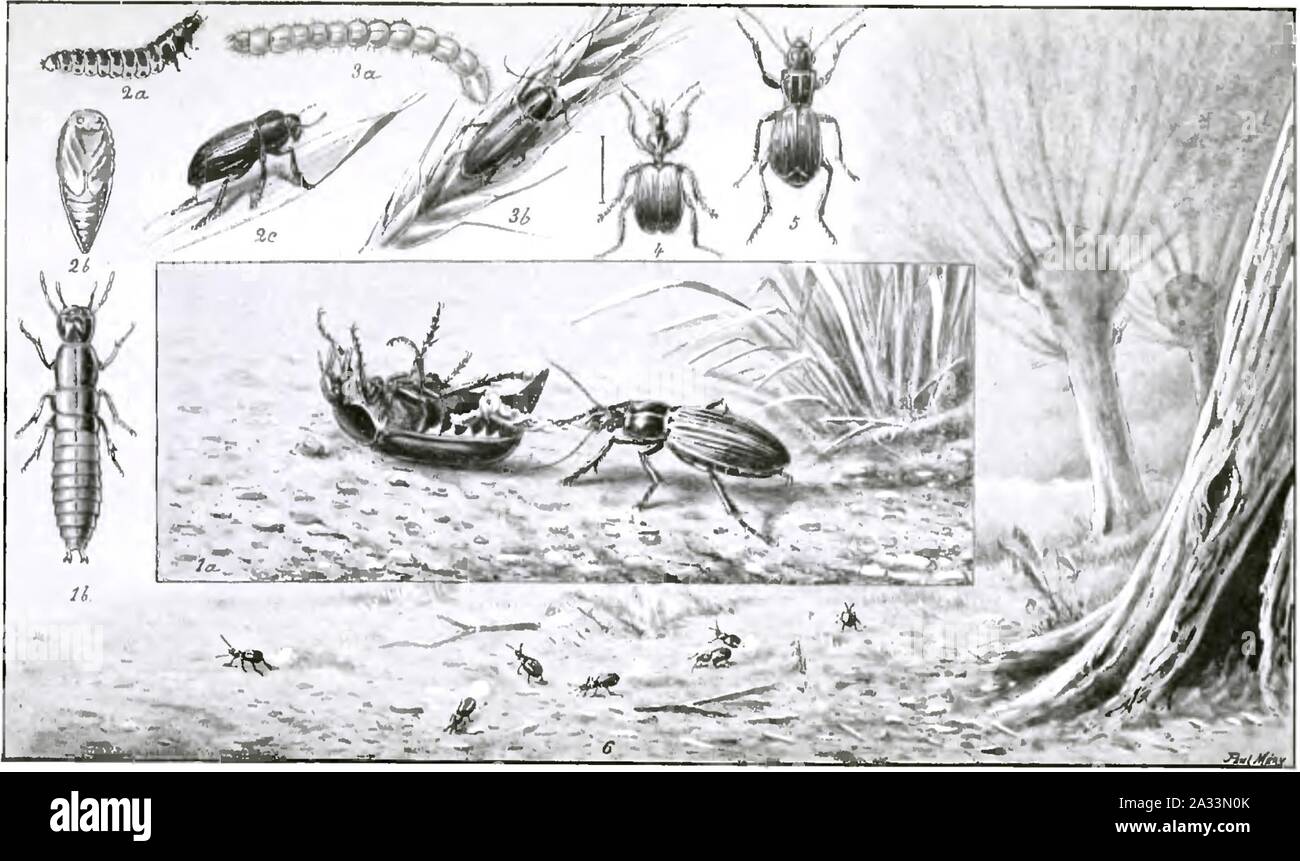 Ravageurs hi-res stock photography and images - Alamy