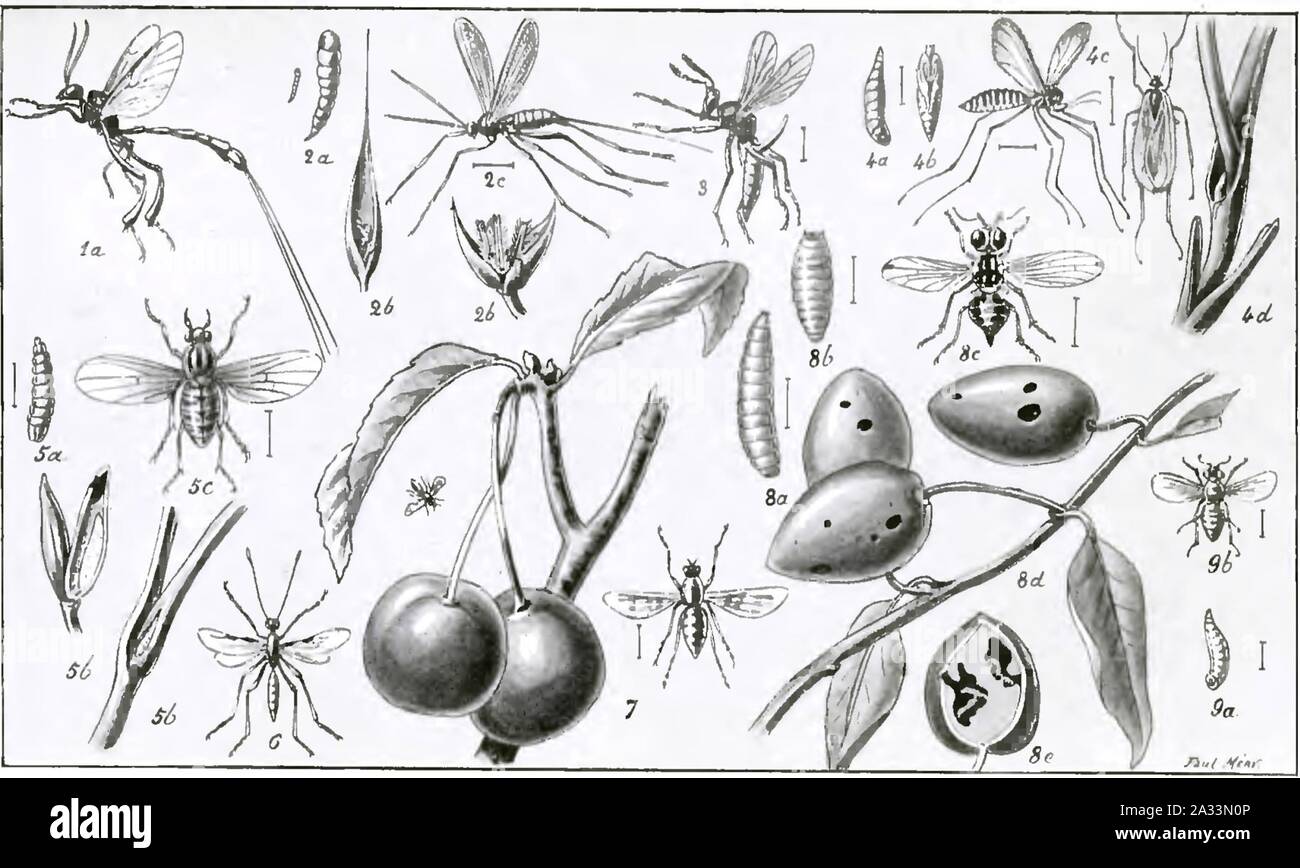 Ravageurs hi-res stock photography and images - Alamy