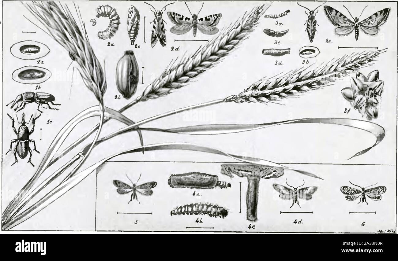 Ravageurs hi-res stock photography and images - Alamy