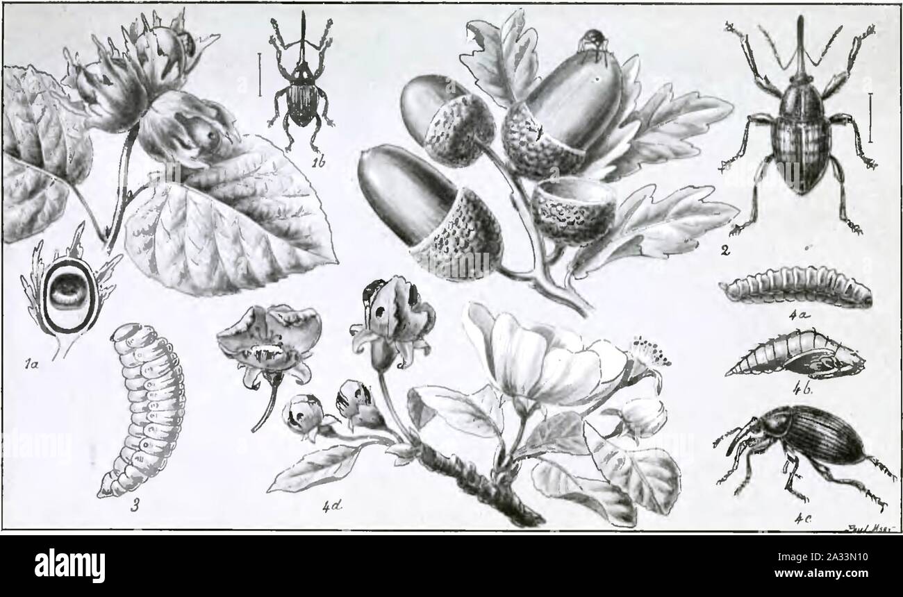 Ravageurs hi-res stock photography and images - Alamy