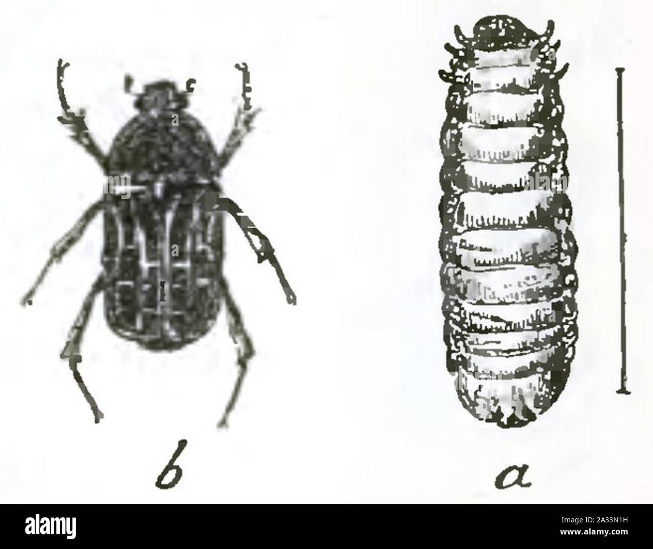 Ravageurs hi-res stock photography and images - Alamy