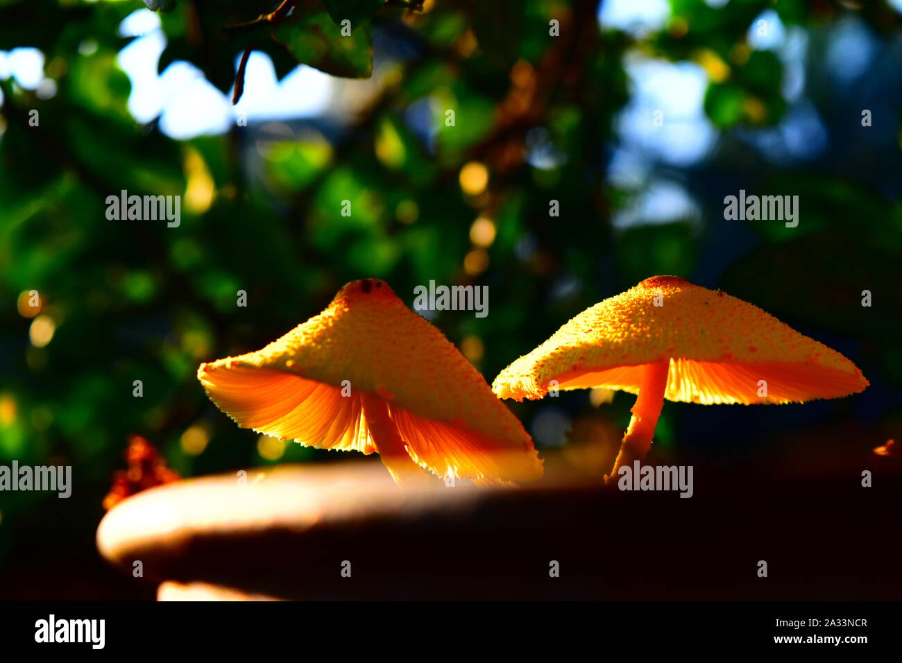 Mushroom roof hi-res stock photography and images - Alamy