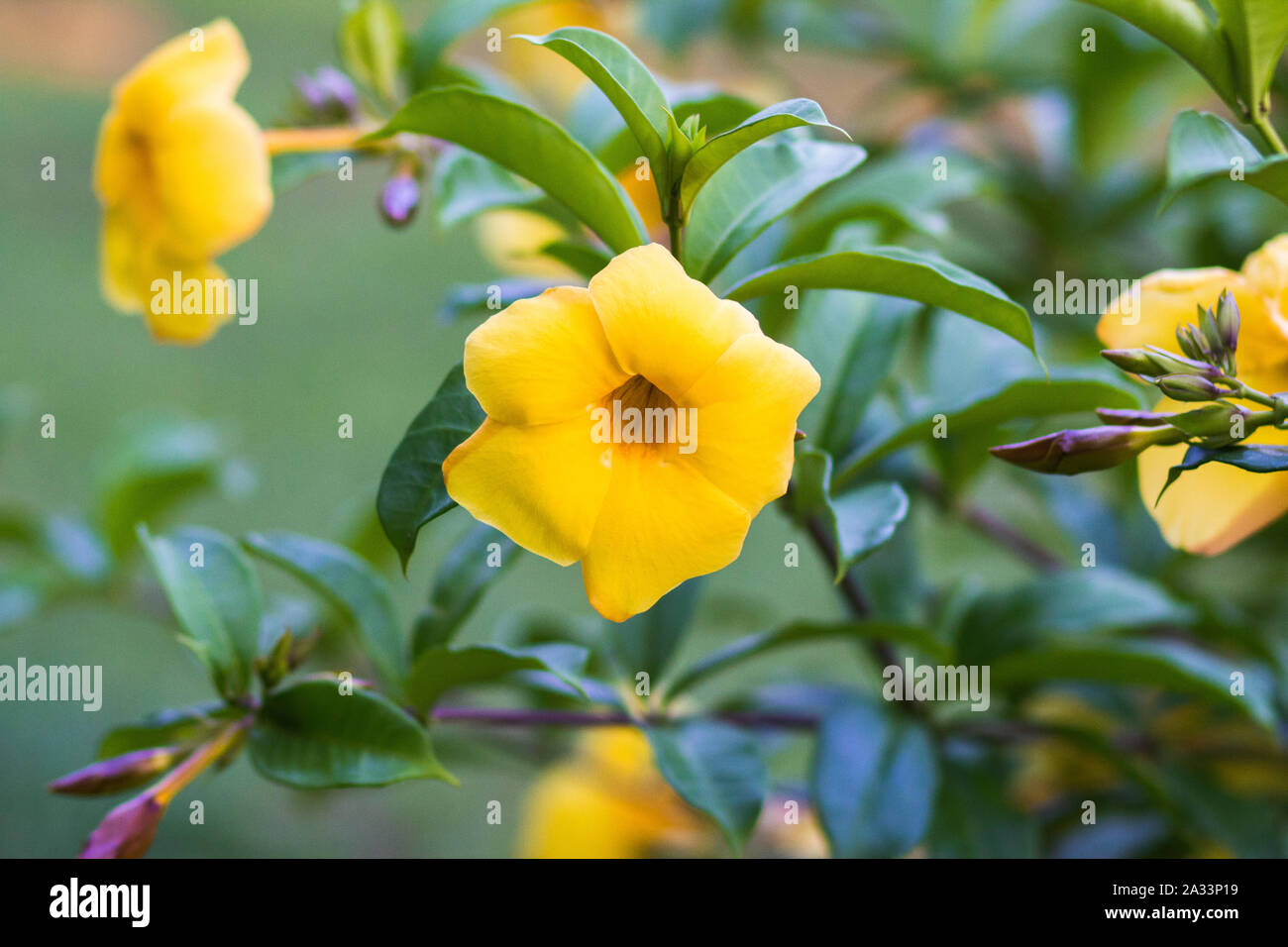 Yellow elder hi-res stock photography and images - Alamy
