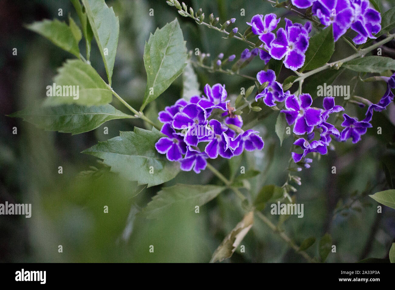Duranta erecta flower Stock Photo - Alamy