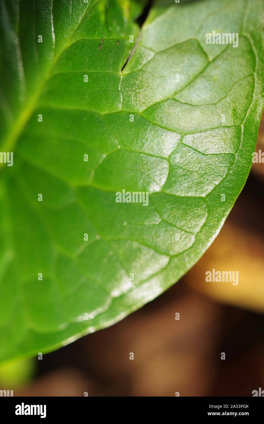 Lords-and-Ladies (Arum maculatum) Leaf. Woodland Early Spring, UK Stock ...