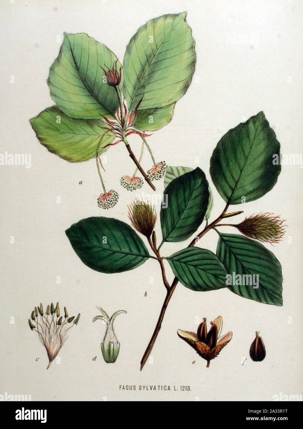 Fagus sylvatica — Flora Batava — Volume v16 Stock Photo - Alamy