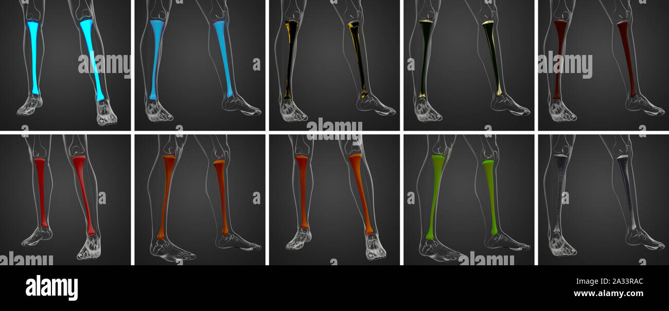 3d rendering medical illustration of the tibia bone collection Stock ...