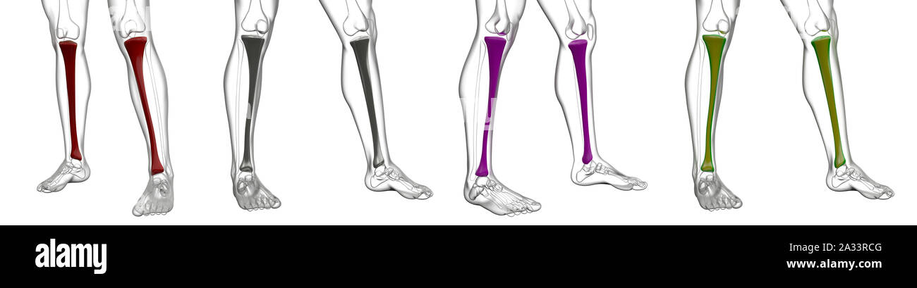 3d rendering medical illustration of the tibia bone collection Stock ...