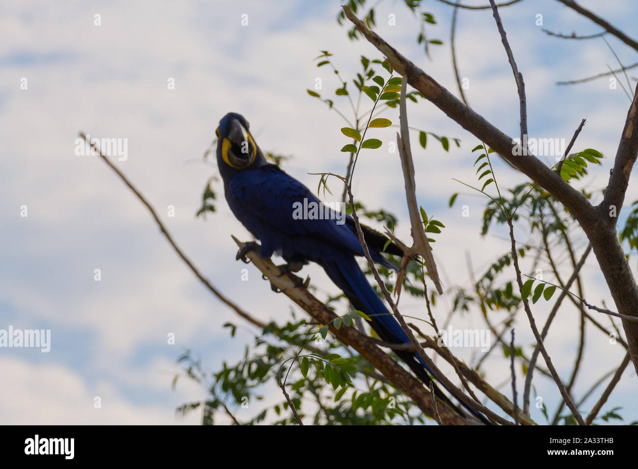 Hyacinth macaw close up from Pantanal, Brazil. Brazilian wildlife ...