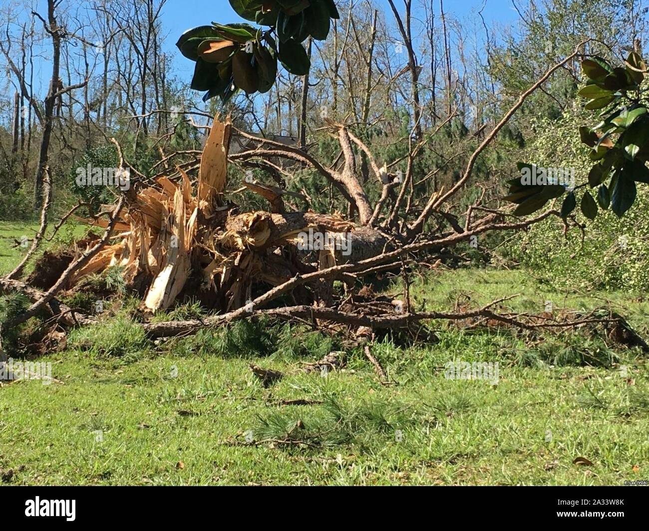 Fallen trees in Marianna after Hurricane Michael Stock Photo - Alamy