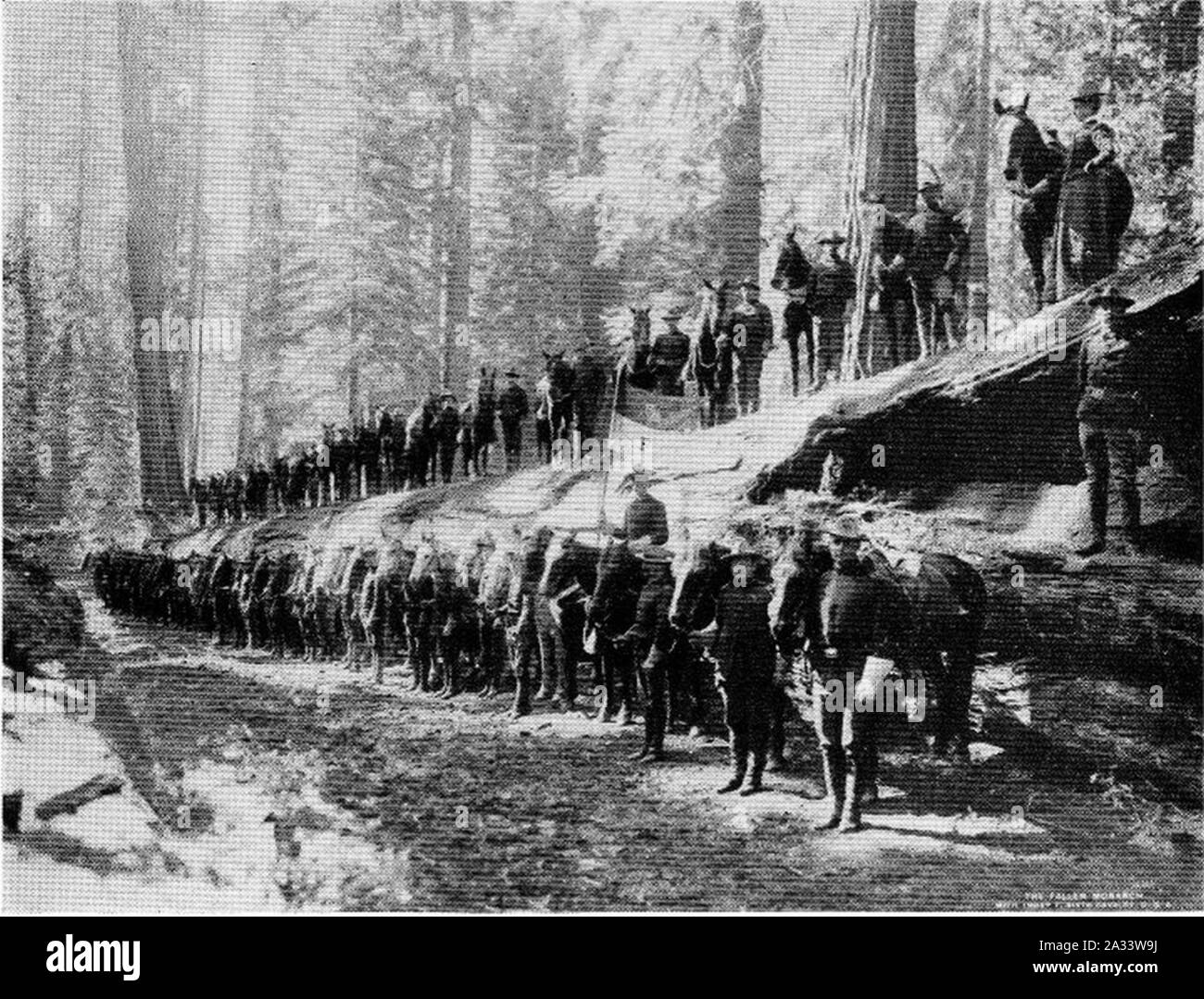Fallen Monarch and F Troop of US Cavalry 2 Stock Photo - Alamy