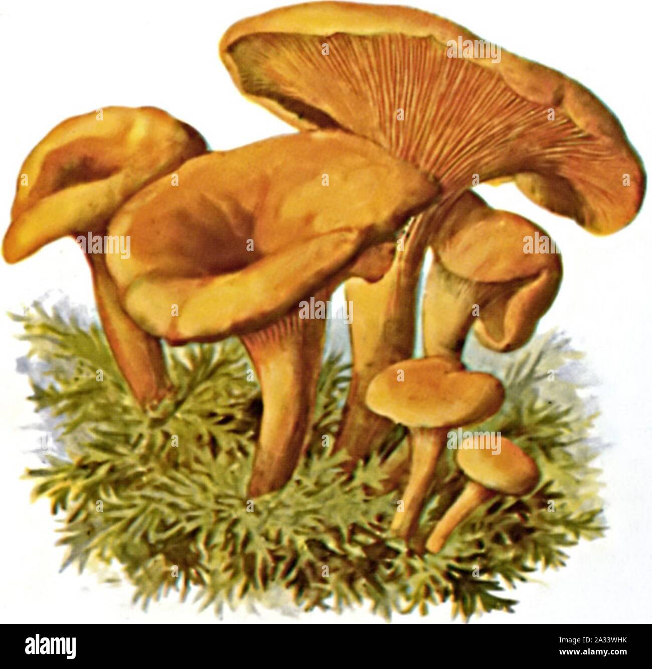 Falscher pfifferling hi-res stock photography and images - Alamy