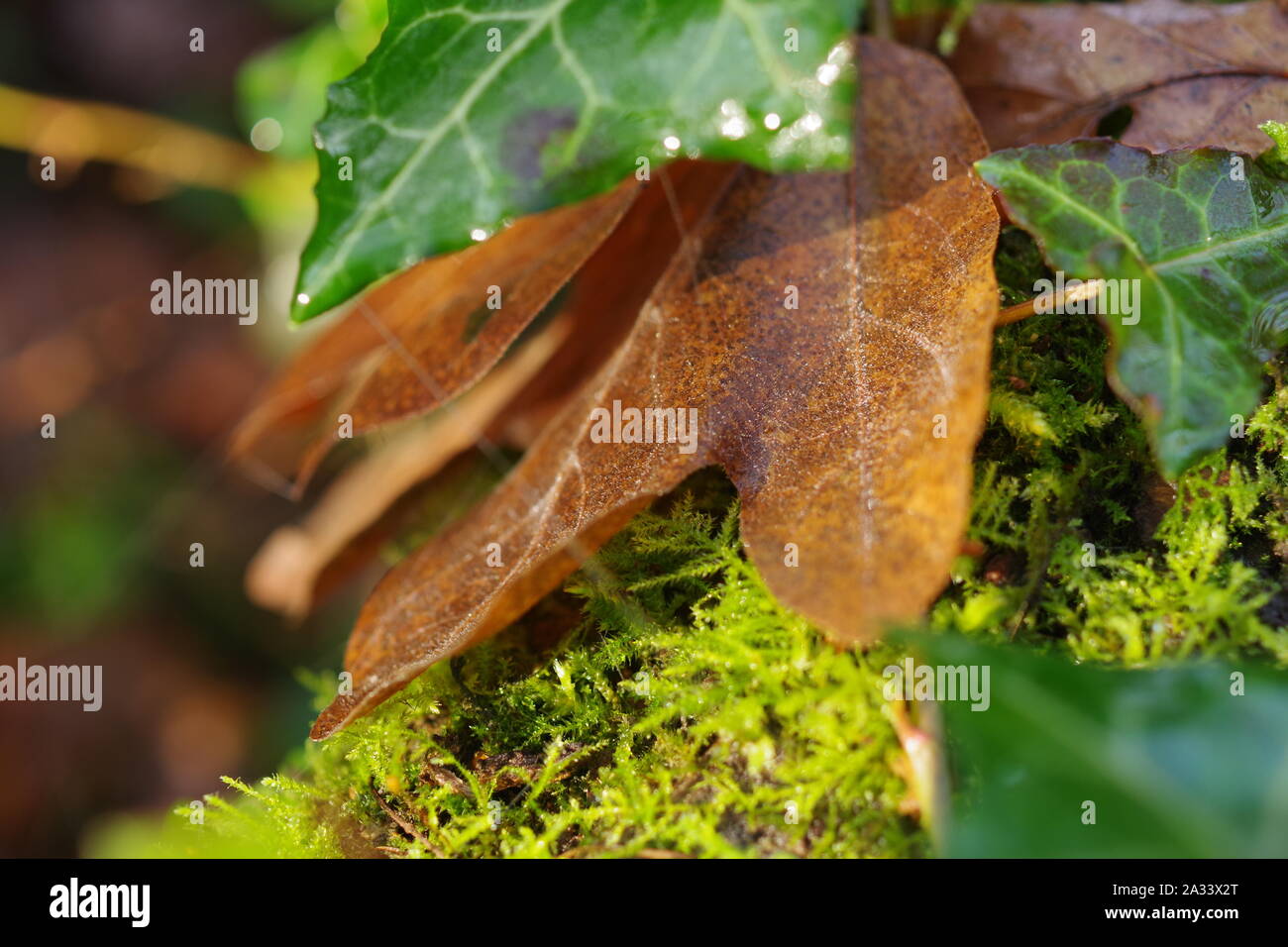 Swan’s-neck thyme moss (Mnium hornum),Ivy (Hedera helix) and a Brown ...