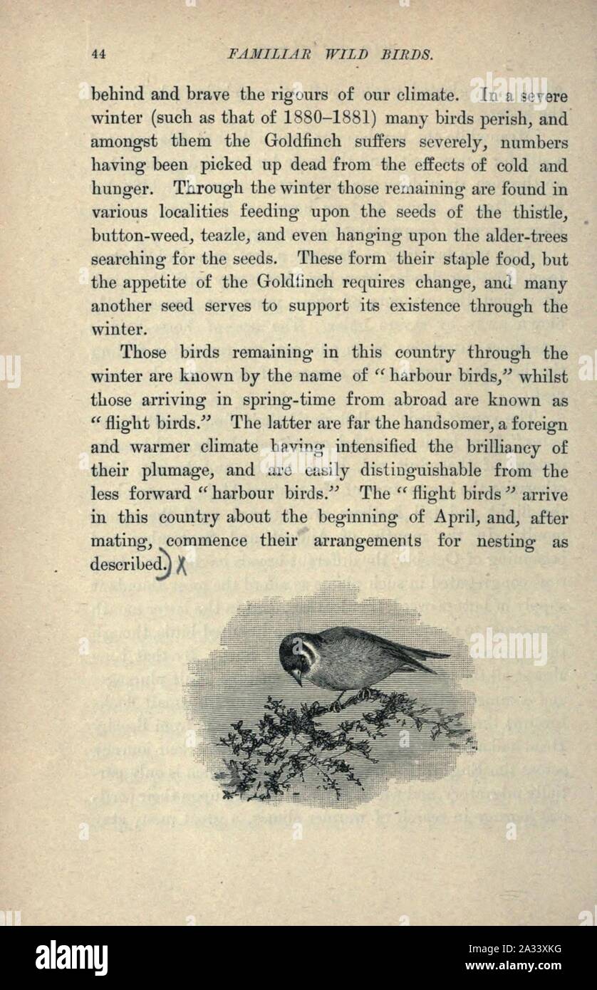 44 birds hi-res stock photography and images - Alamy