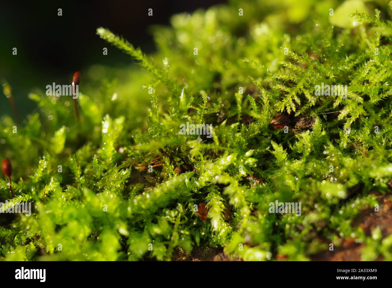 Swan’s neck thyme moss uk hi-res stock photography and images - Alamy