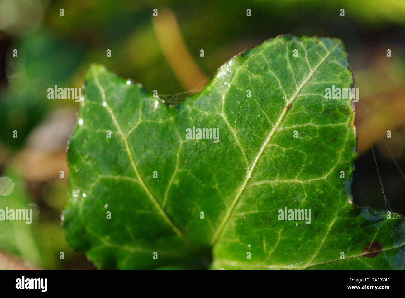 Ivy Leaf (Hedera helix), Close up on the Woodland Floor. Exeter, Devon ...