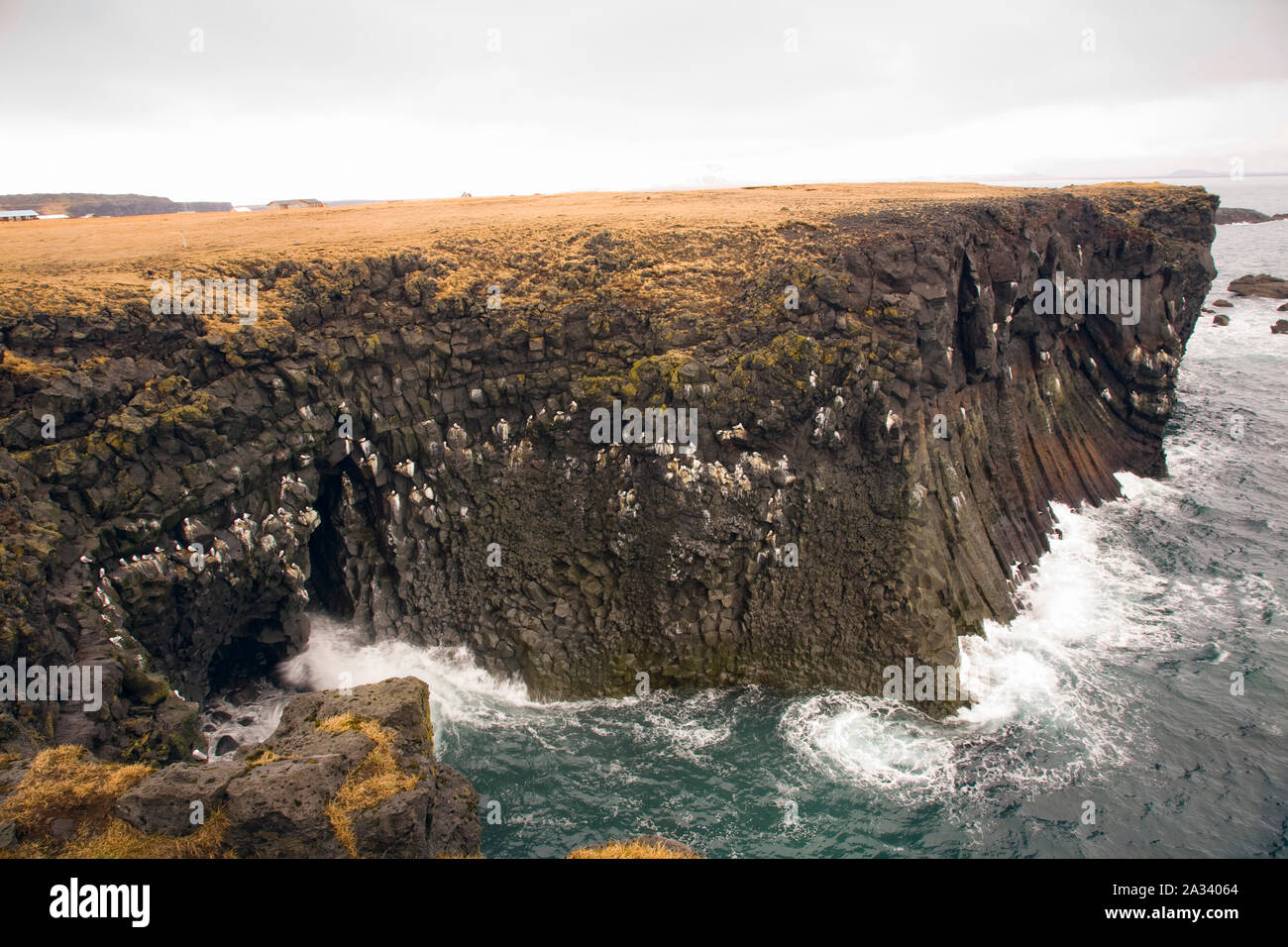 Cliff nesting birds hi-res stock photography and images - Alamy