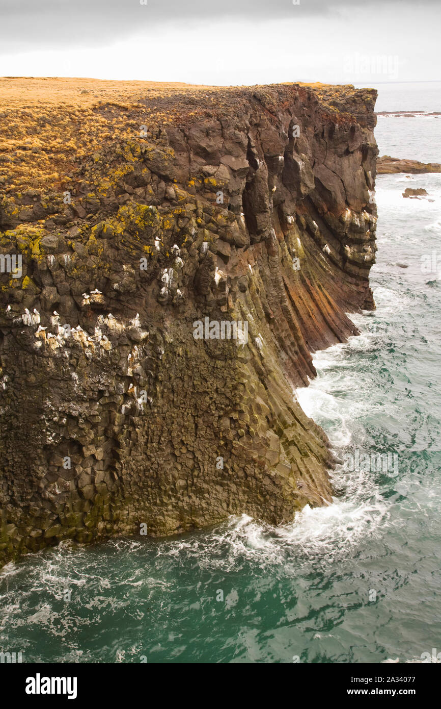 Birds nesting in cliffs, Arnastapi, Iceland Stock Photo - Alamy