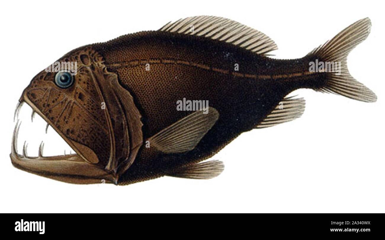 Fangtooth hi-res stock photography and images - Alamy