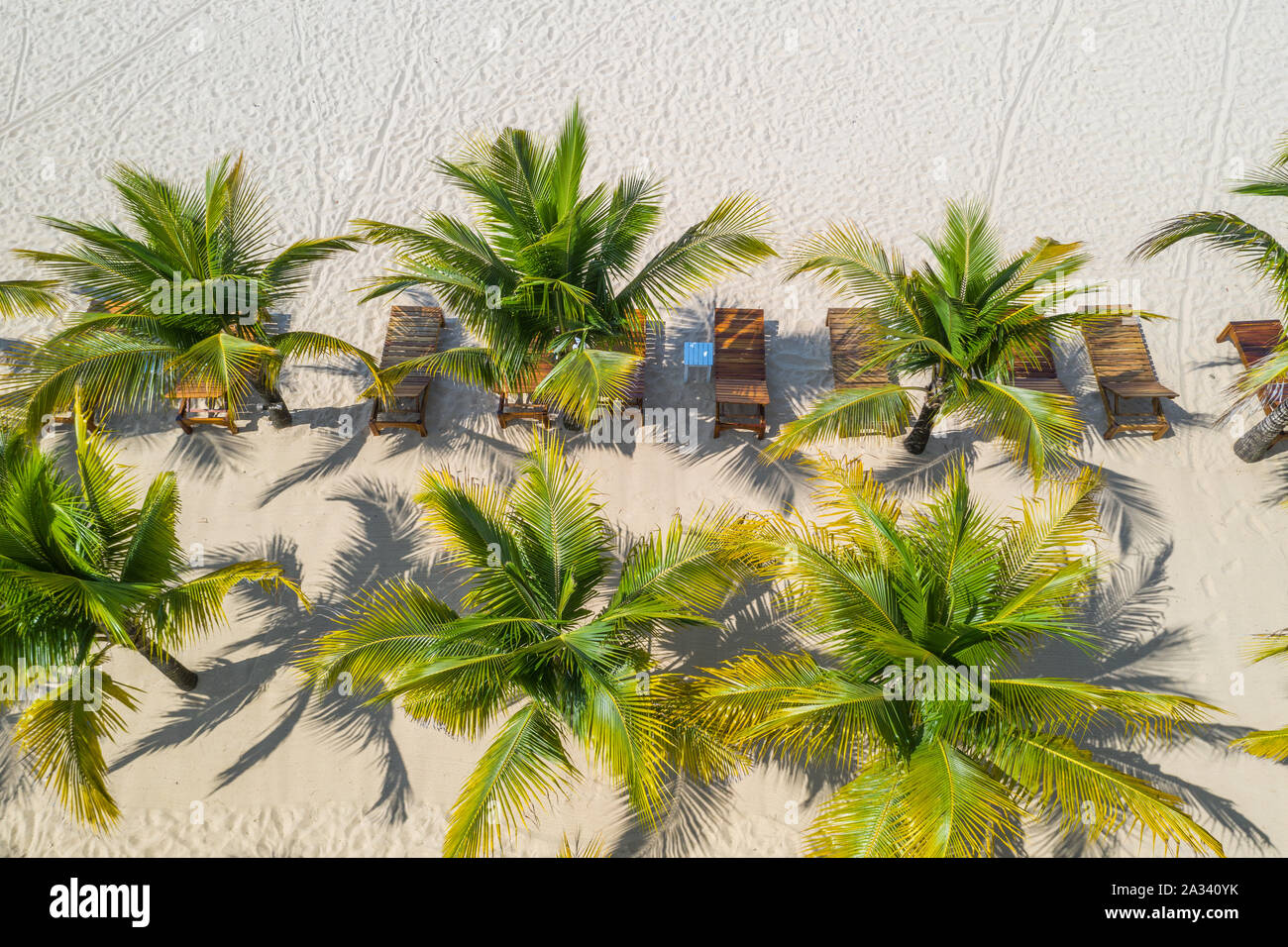 Aerial view of tropical palm tree on white beach sand Stock Photo - Alamy
