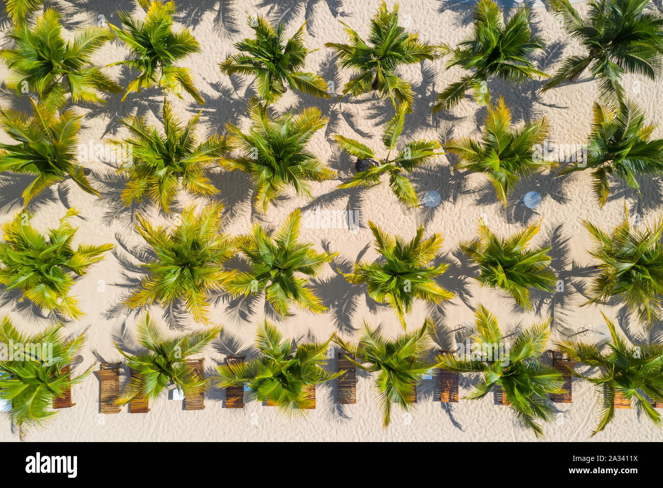 Lovely aerial view of palm tree plantation on the beach Stock Photo - Alamy