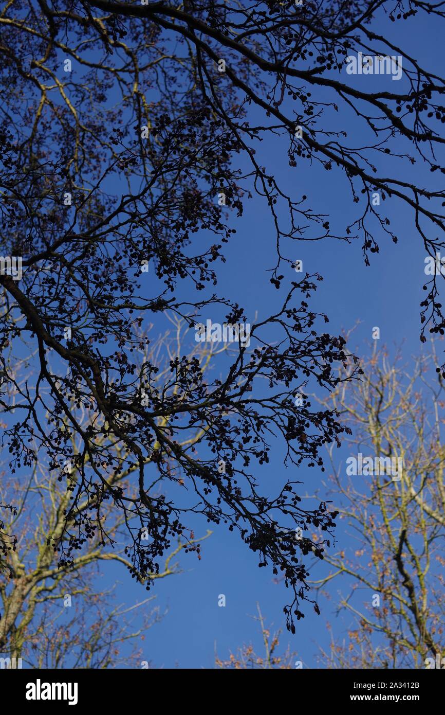 Silhouetted Alder Tree Branch (Alnus glutinosa) on a Winters Day ...