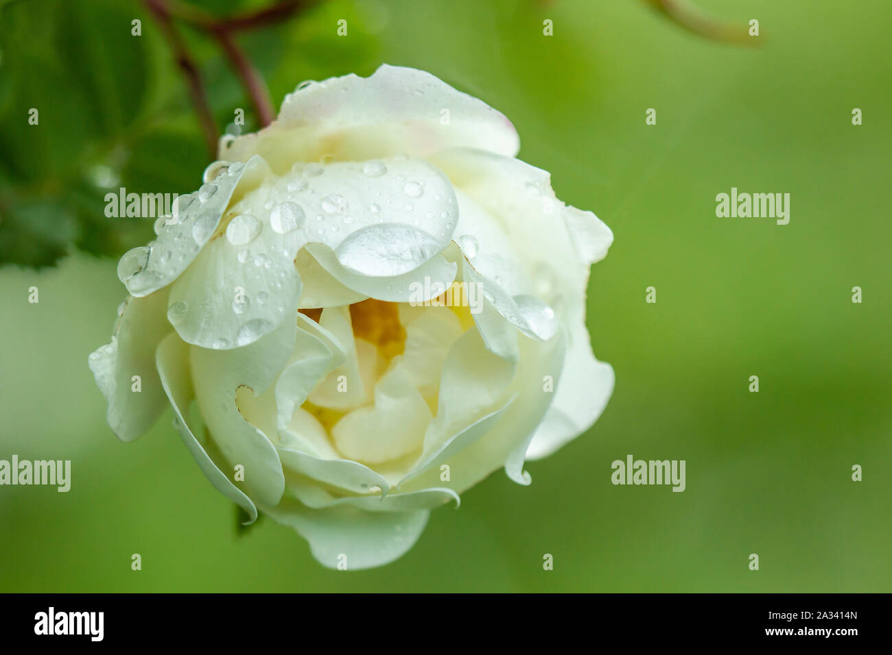Bud white fragrant shrub roses with water droplets after the rain, in ...