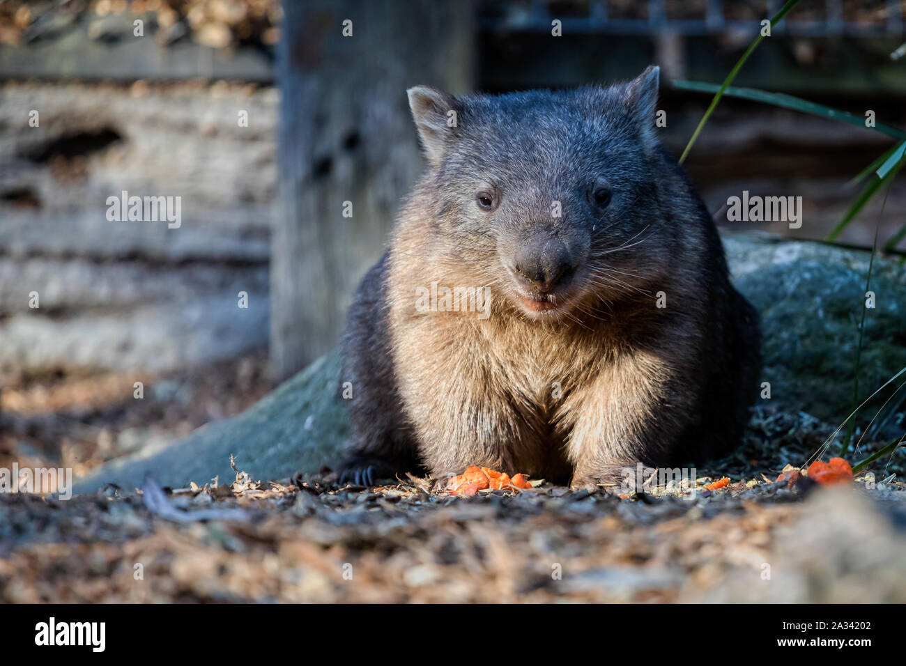 Funny wombat hi-res stock photography and images - Alamy