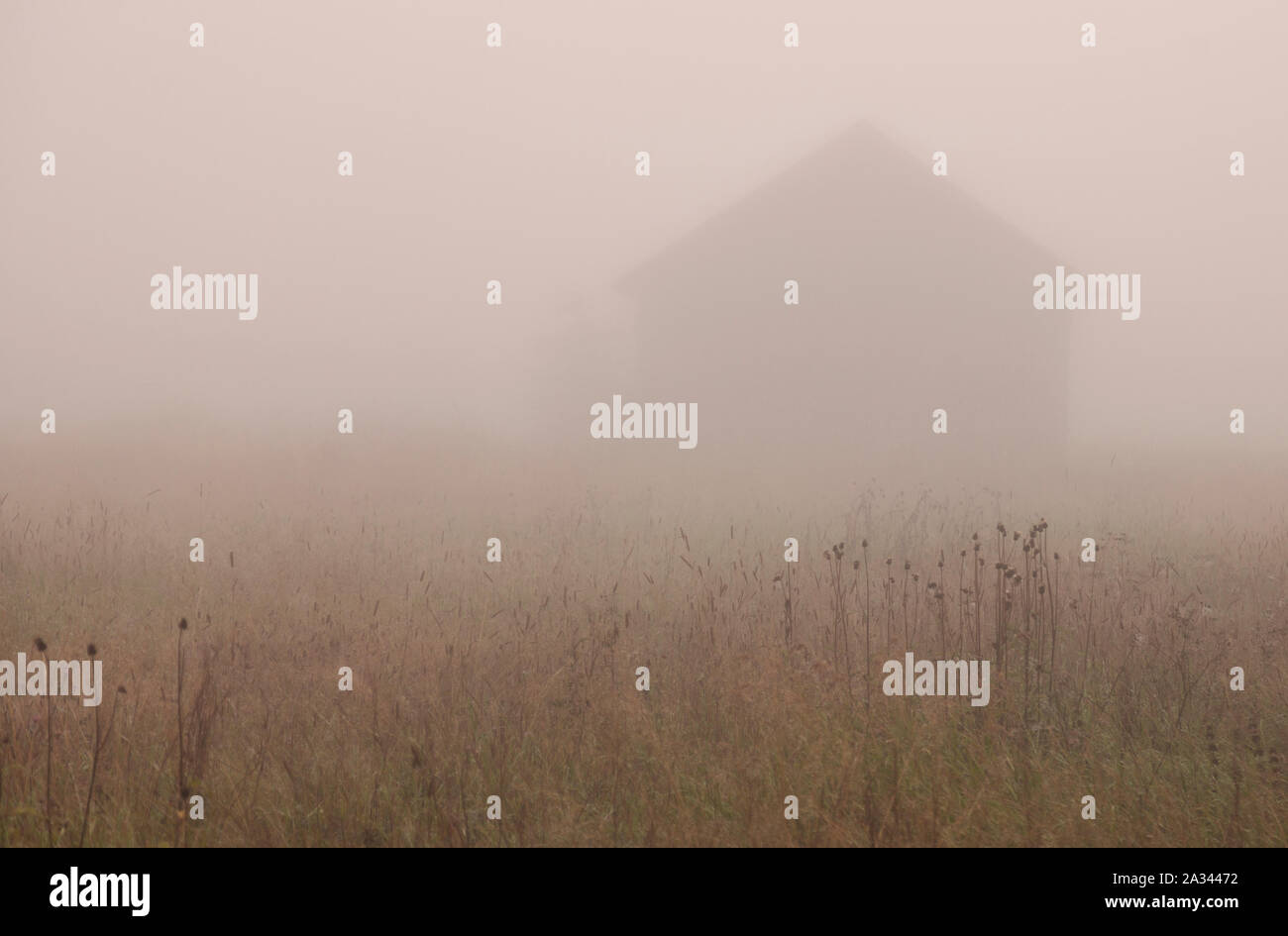 Creepy tree silouette hi-res stock photography and images - Alamy