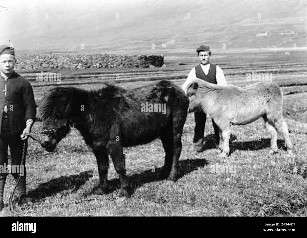 Faroe pony in Hvalvík Stock Photo - Alamy