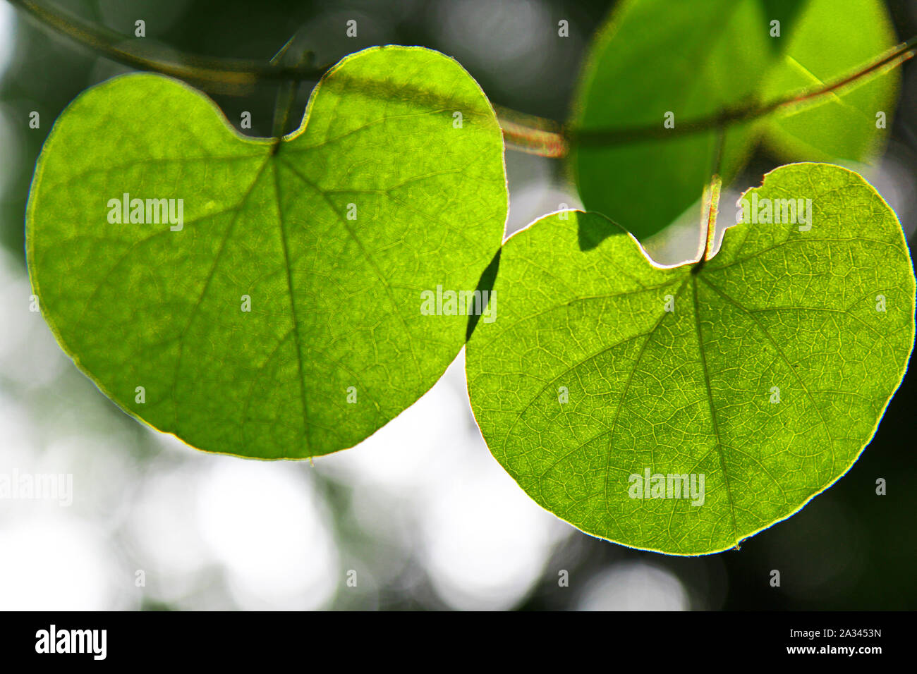 Leaves of india hi-res stock photography and images - Alamy