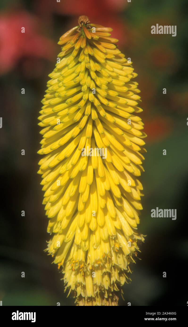 Yellow Torch Lily High Resolution Stock Photography and Images - Alamy