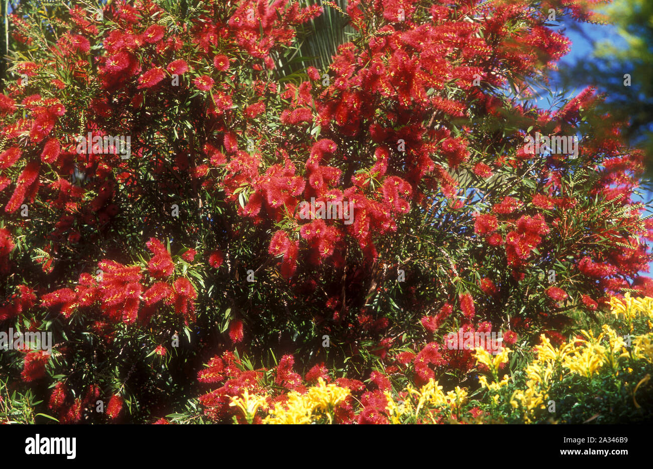 Bottlebrushes High Resolution Stock Photography and Images - Alamy