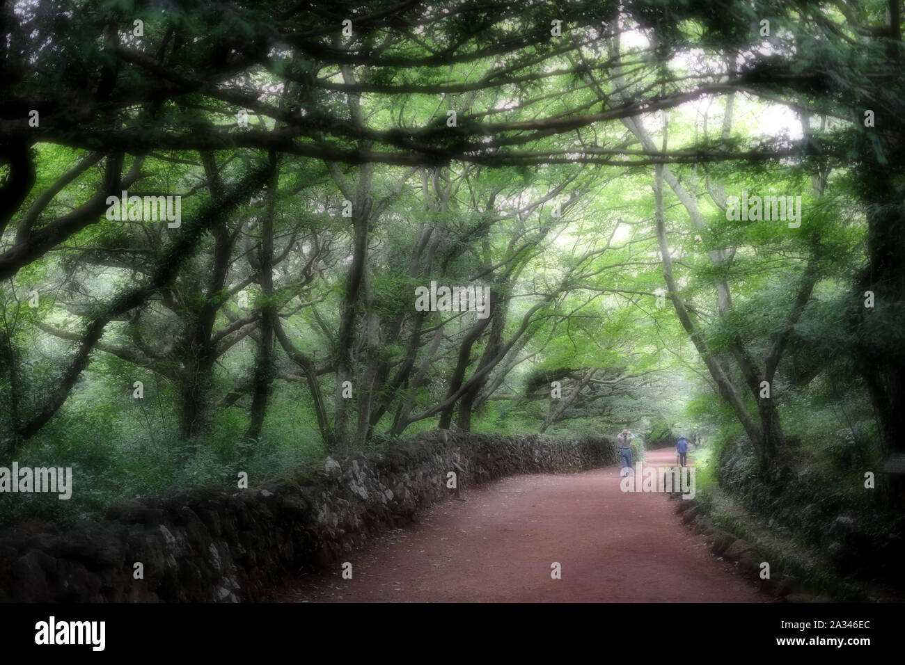 Jeju forest hi-res stock photography and images - Alamy