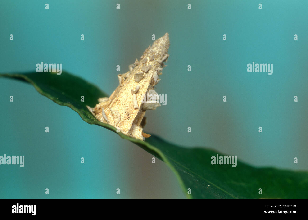 Casemoths hi-res stock photography and images - Alamy