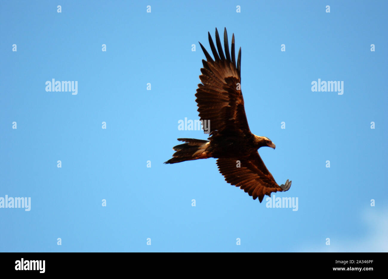 A Wedge Tailed Eagle Seen Here Inflight Aquila Audax Is The Largest