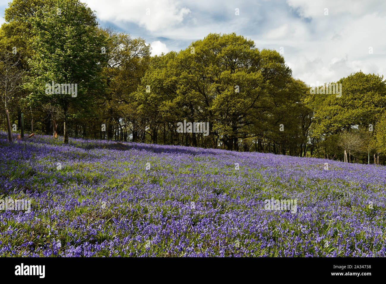 Barrow Wood, Exmoor, Somerset Stock Photo - Alamy