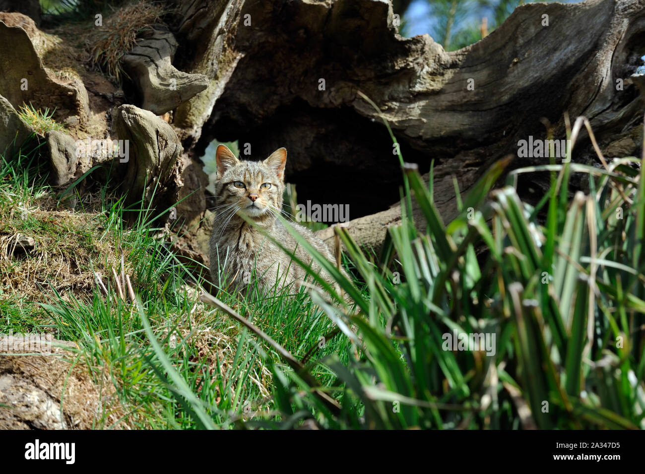 Scottish wildcat conservation action plan hi-res stock photography and ...
