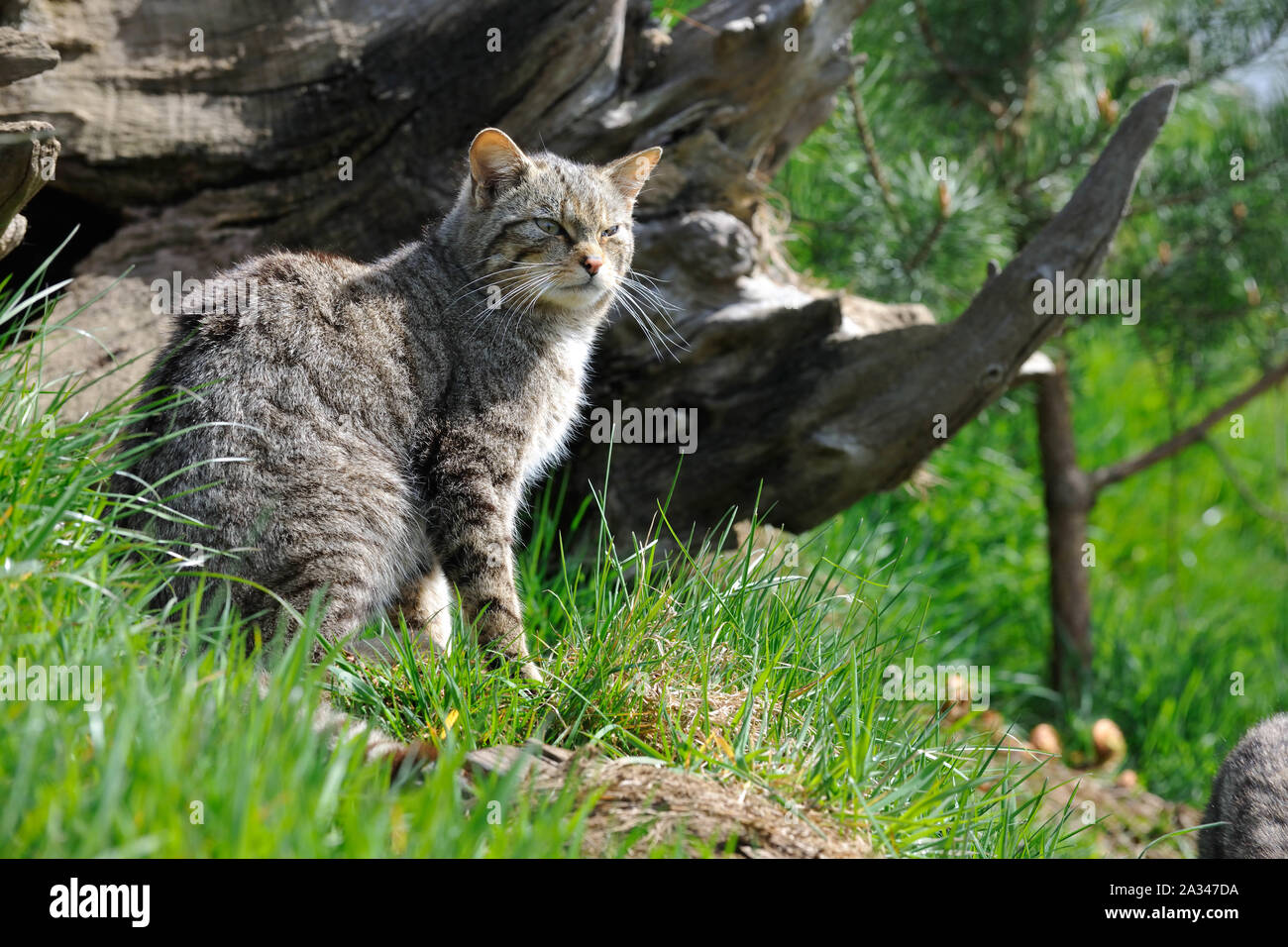 Scottish wildcat conservation action plan hi-res stock photography and ...