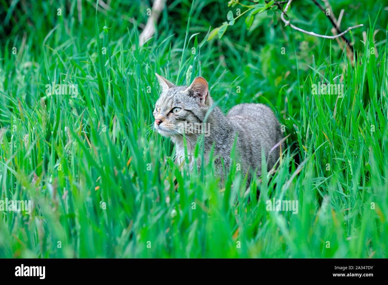 Scottish wildcat conservation action plan hi-res stock photography and ...