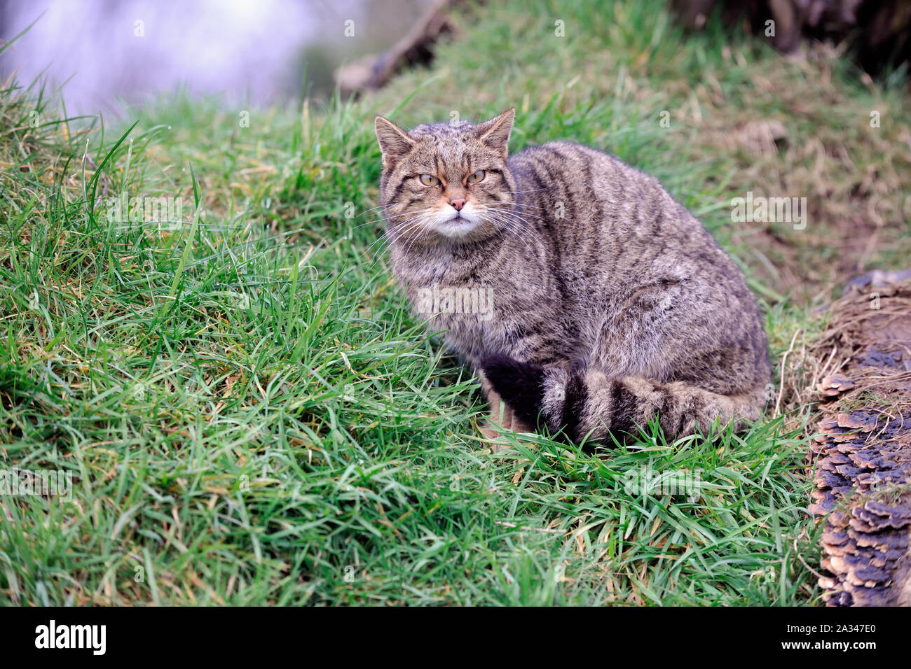Scottish wildcat, Felis silvestris grampia Stock Photo - Alamy