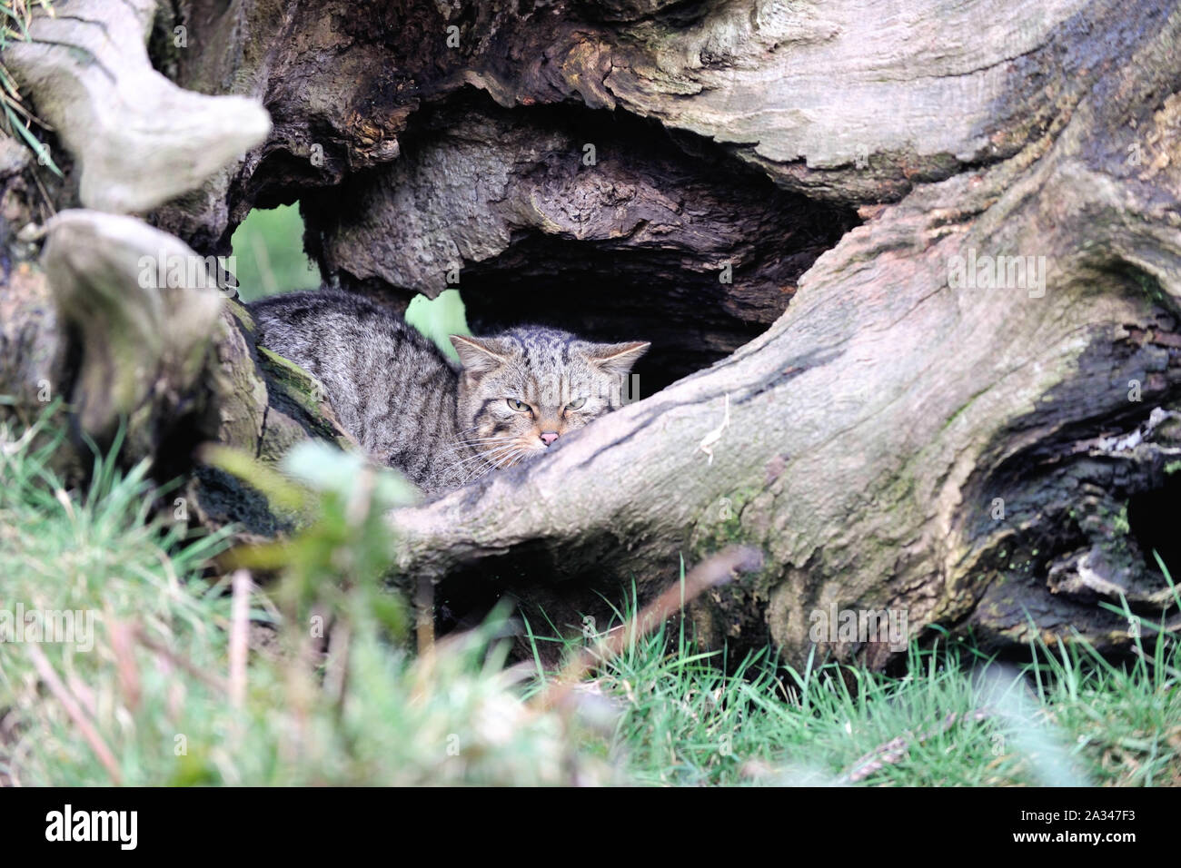 Scottish wildcat conservation action plan hi-res stock photography and ...