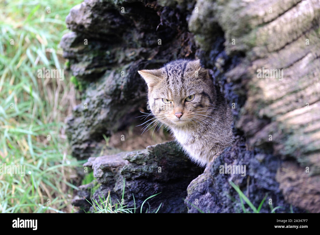 Scottish wildcat conservation action plan hi-res stock photography and ...