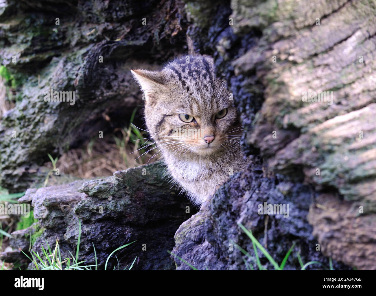 Scottish wildcat conservation action plan hi-res stock photography and ...