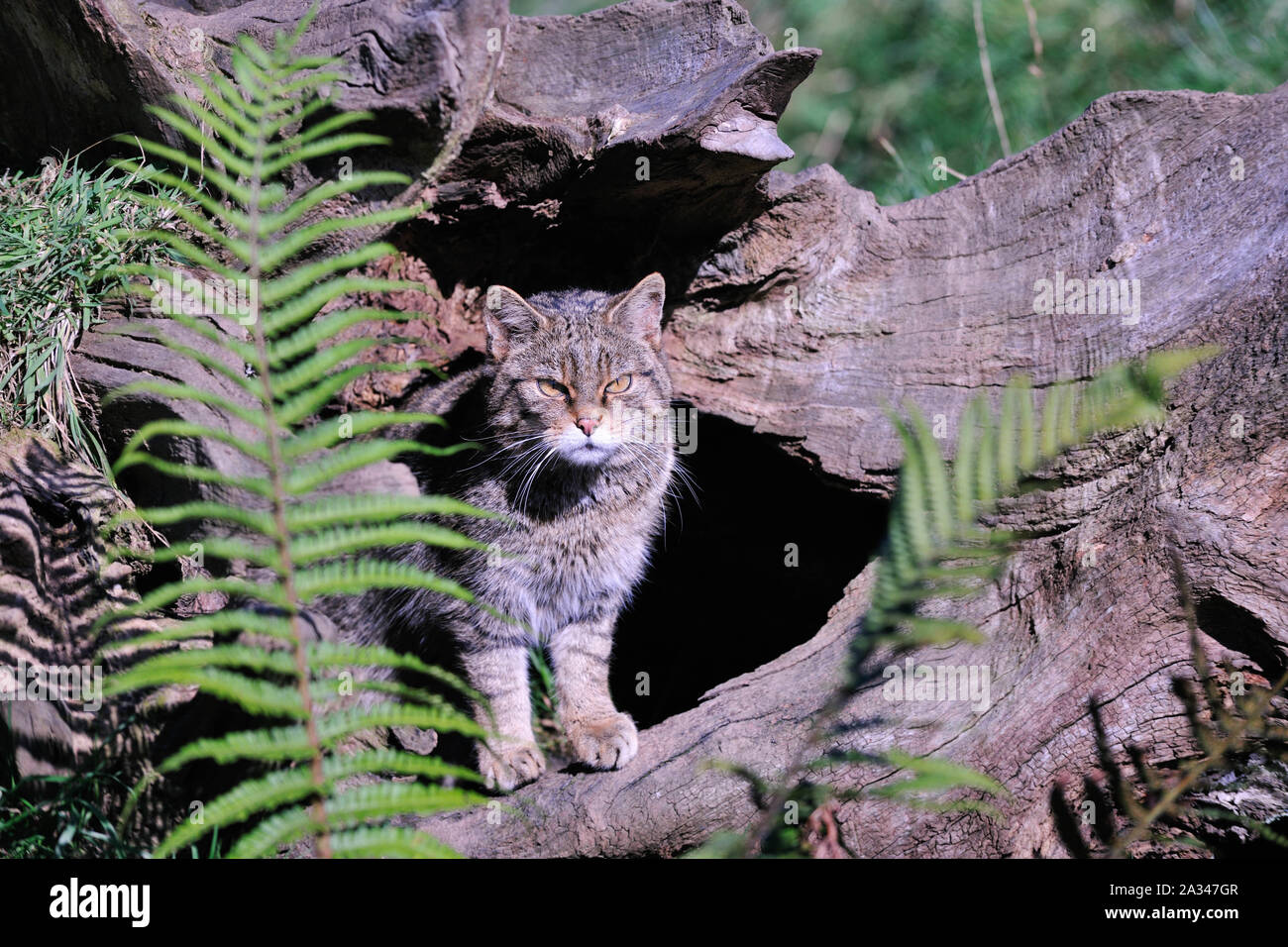 Scottish wildcat, Felis silvestris grampia Stock Photo - Alamy
