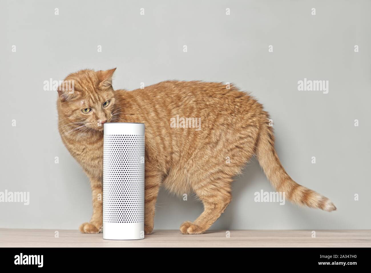 Cute ginger cat looking curious to a voice controlled smart speaker ...