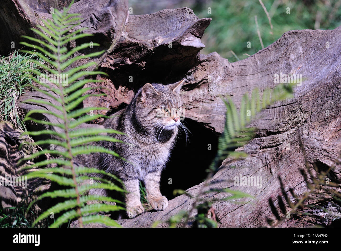 Scottish wildcat conservation action plan hi-res stock photography and ...