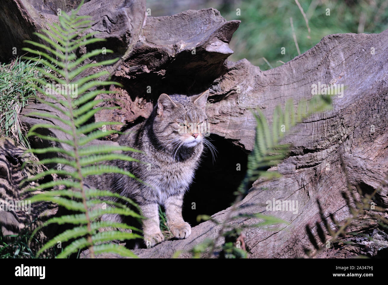 Scottish wildcat conservation action plan hi-res stock photography and ...