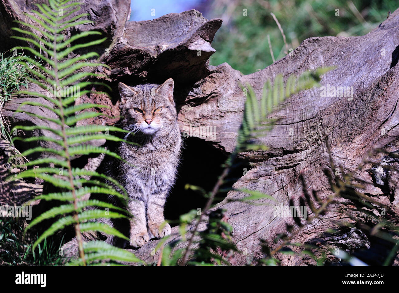 Scottish wildcat conservation action plan hi-res stock photography and ...